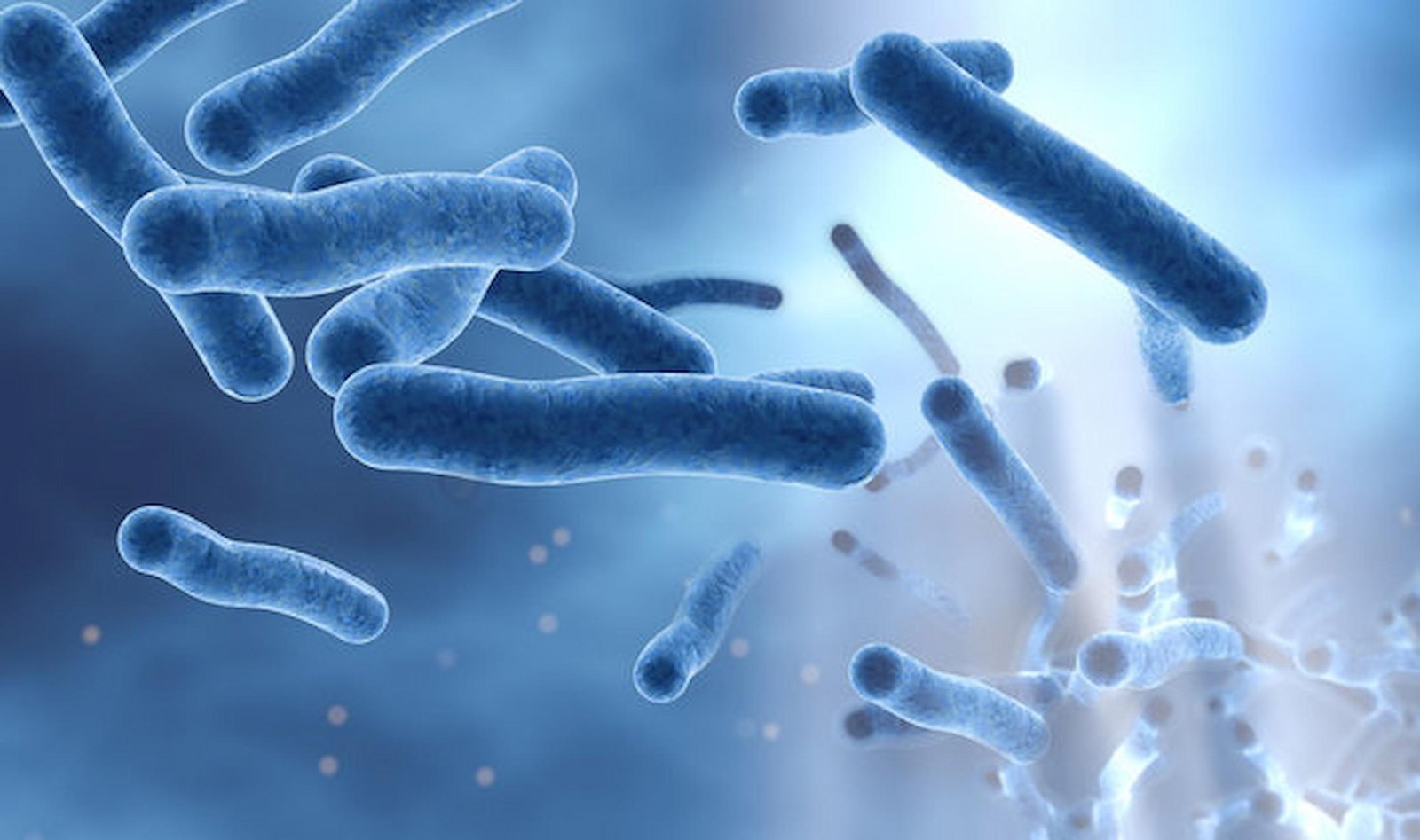 What Is Legionella