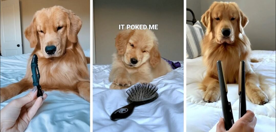 What The Heckin Dog Charm: A Lighthearted Look At A Flexible Phrase