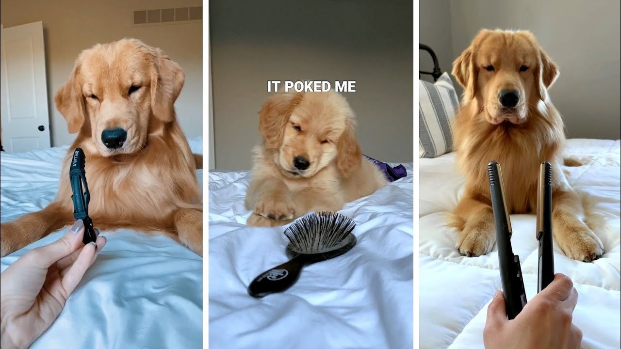 What The Heckin Dog Charm: A Lighthearted Look At A Flexible Phrase